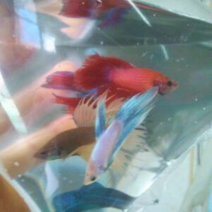 Especialistas En Cría Y Venta De Peces De Acuario 2024