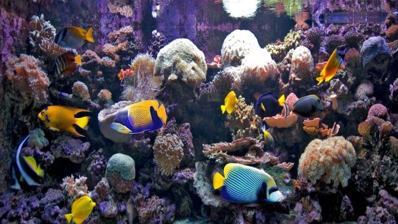 Peceras A Medida: Venta, Diseño Y Montaje 2024